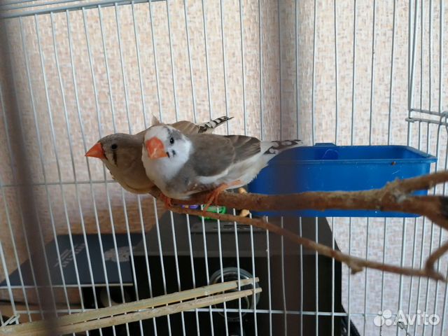 Пара амадин с клеткой и кормом