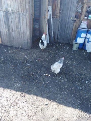 Адлеровские