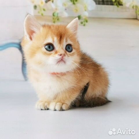 Золотая шиншилла мальчик bri ny11