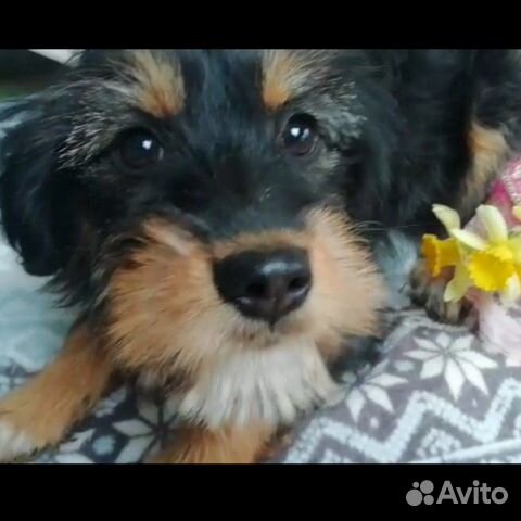 Линда ищет дом