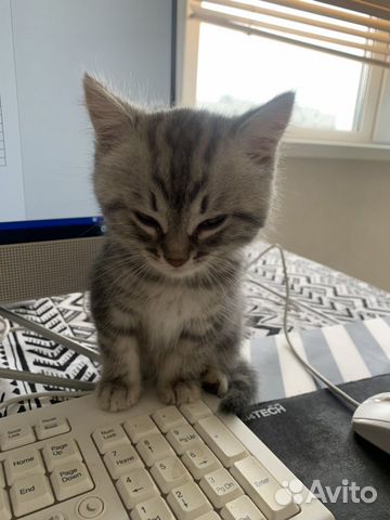 Котёнок в дар