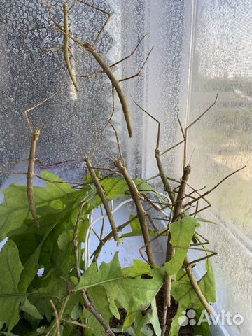 Анамские палочники