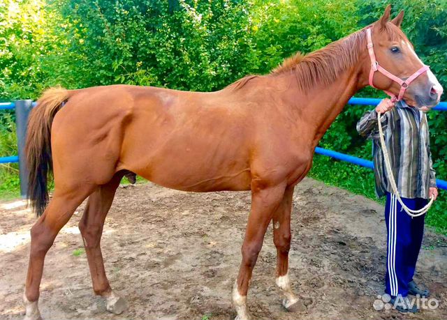 Жеребец чистокровный верховой английской