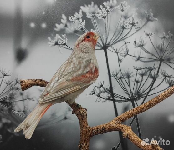 Канарейки чёрный серокрылый красный мозаик