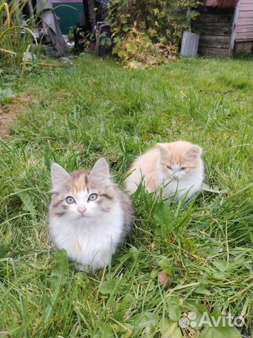 Котята