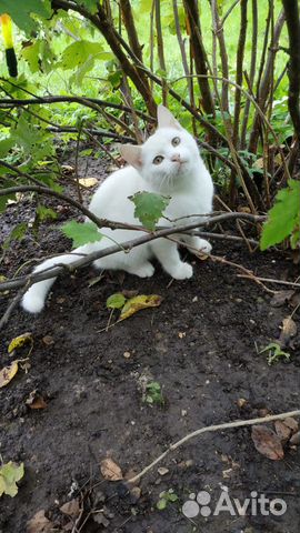 Кошка