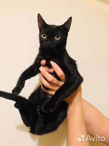 Кошечка 6 мес