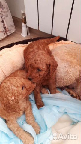 Пудель малый абрикосовый