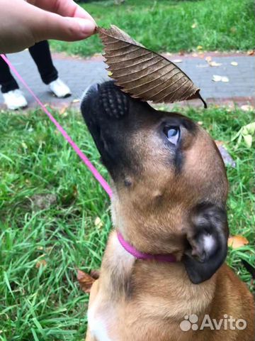 Ка де бо(очаровательная девочка)