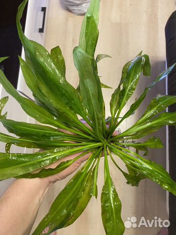 Аквариумное растение Эхинодорус Блехера