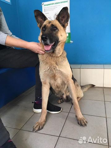 Овчарка Грета и ее щенок