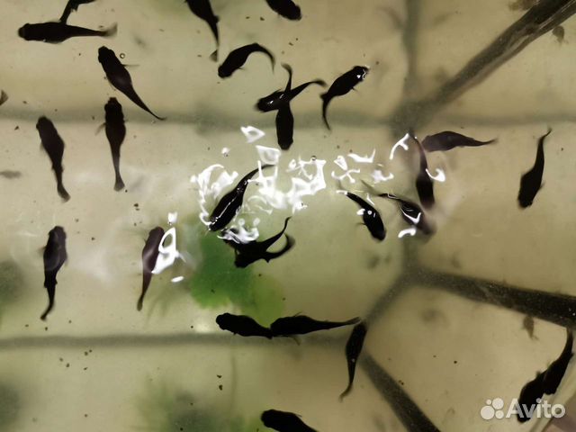 Моллинезии и крапчатые сомики