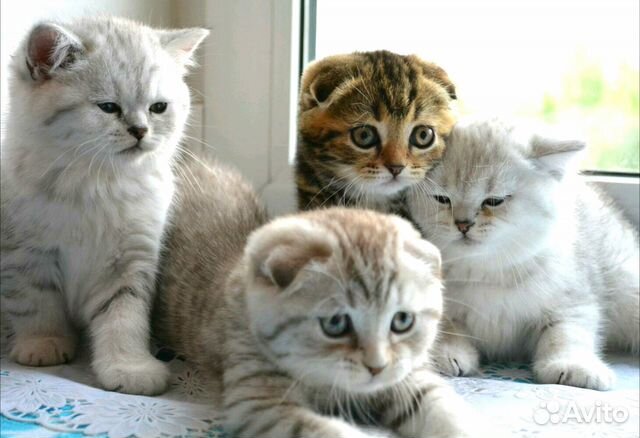 Подарите Любимым - Шотландские Супер Котята