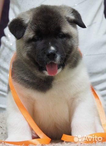 Акитодетки