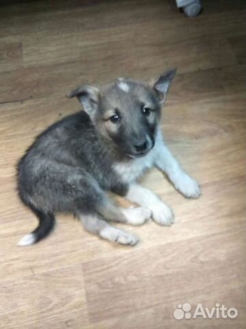 Щеночек мальчик, добрый друг, 1 мес