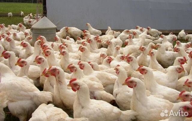 Куры бройлерные на мясо с доставкой. Оптом