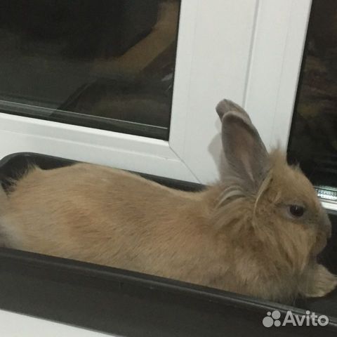 Отдам кролика 1,5 года бесплатно