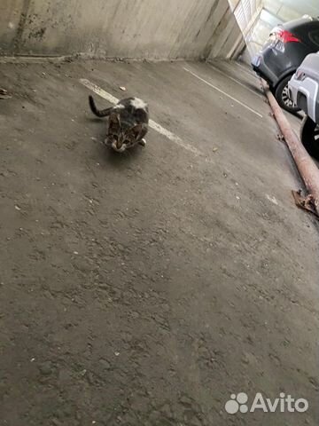 Котёнок в добрые руки