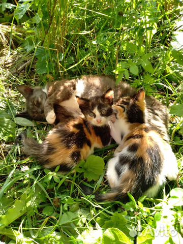 Счастливые трехцветные котята