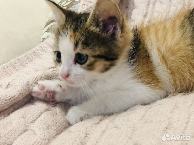 Кошка