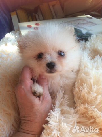 Шпиц щенок крем пом