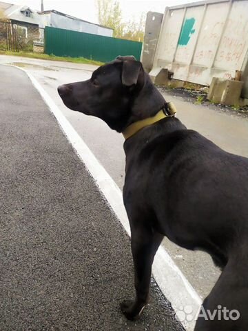 Амстафф, с помесью лабрадора