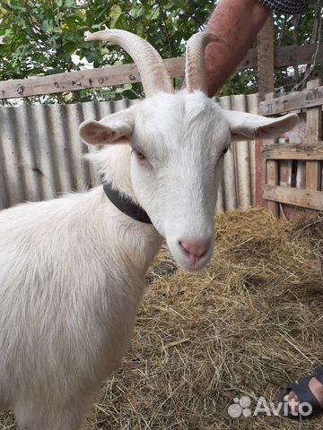 Коза дойная