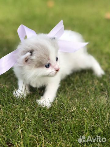 Сиамские котята