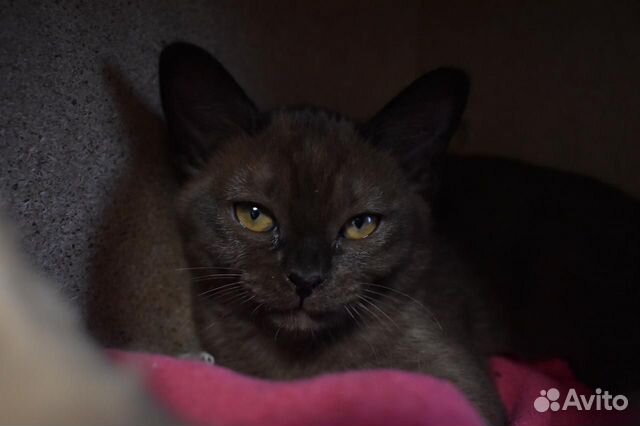 Бурманская