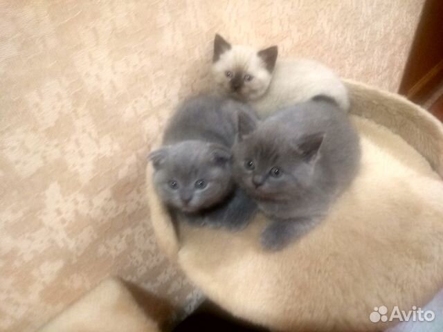 Котята Шотландцы