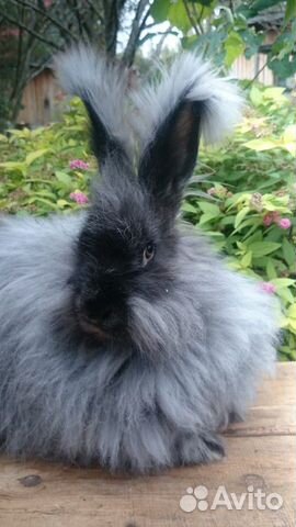 Кролик Ангора