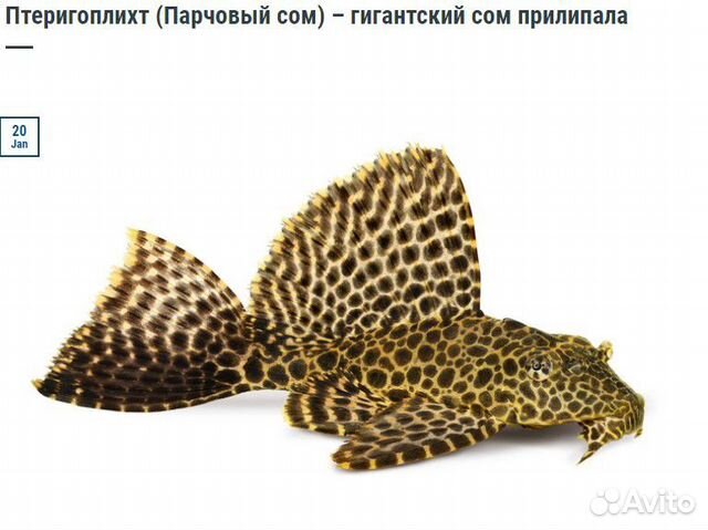 Птеригоплихт (парчовый сом)