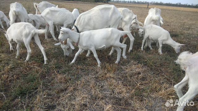 Зааненские козочки