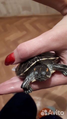 Черепаха