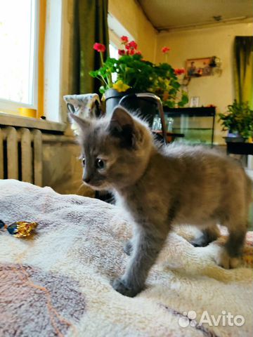 Кошка