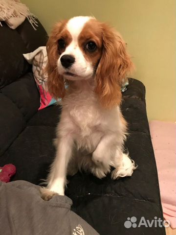 Щенок Кингз Чарльз Спаниэль