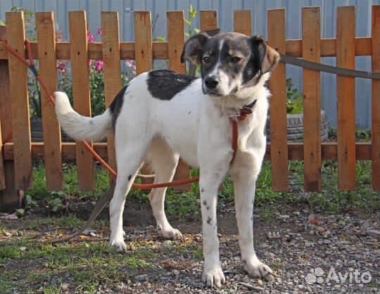 Щенок Кира ищет хозяина. Отдадим в хорошие руки