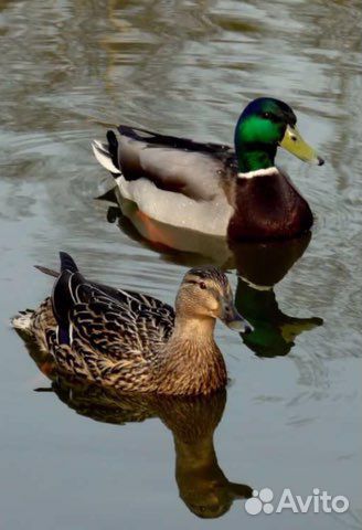 Подсадные утки