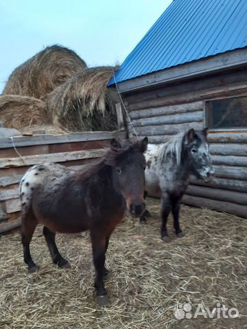 Аппалуза пони