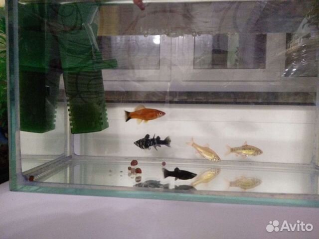 Аквариум