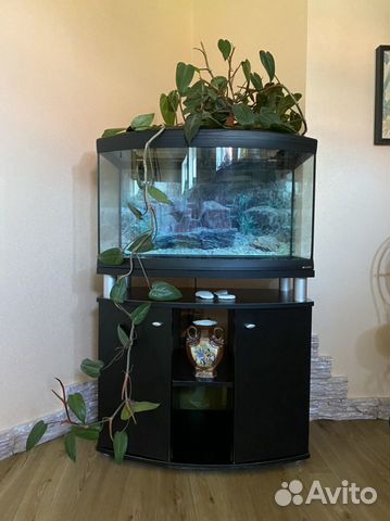 Аквариум с тумбой Cayman 80 Prof на 120л