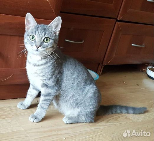 Котенок девочка Кокоша 5мес привита,стерилизованна