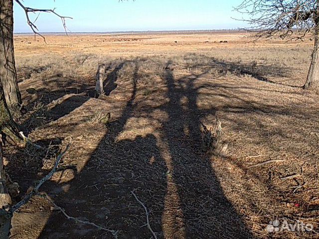 Коровы и телята