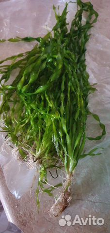 Валлиснерия спиралевидная