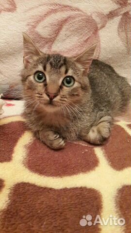 Зеленоглазый красавец