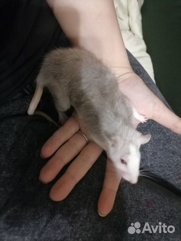 Крыса бесплатно