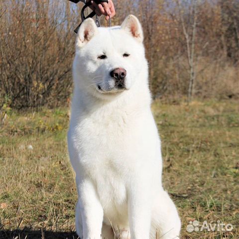 Фантастический жених