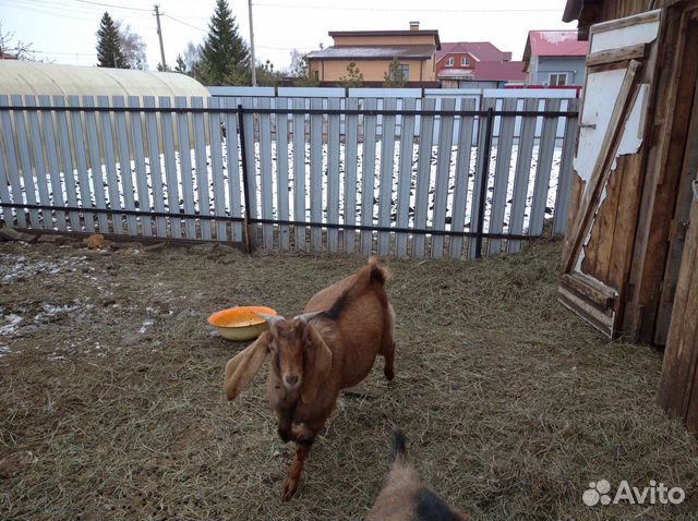 Продам Козла