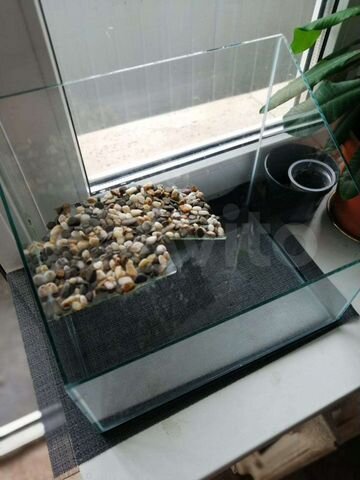 Черепашник