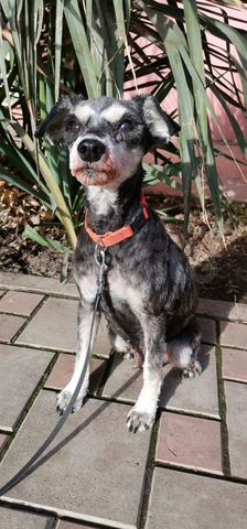 Цвергшнауцер девочка ищет дом